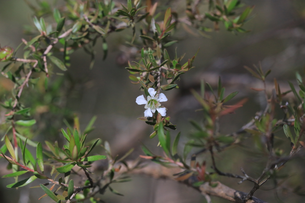 Tantoon from Central Coast NSW, Australia on October 31, 2024 at 08:59 ...