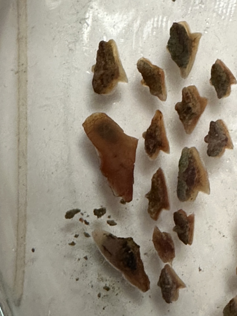 Dogfish Sharks in November 2024 by Chris. Fossil shark teeth of ...