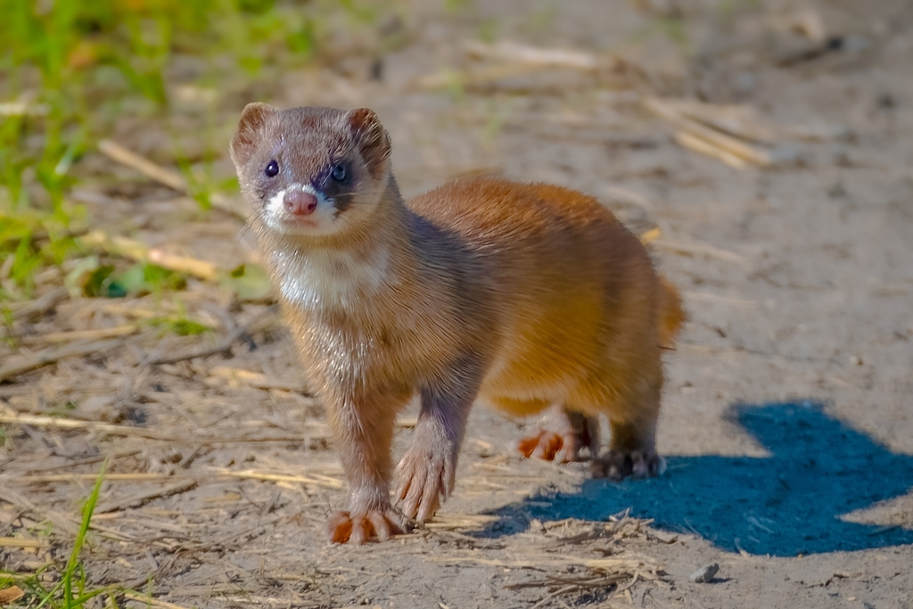 Typical weasels in November 2024 by mangoat1 · iNaturalist