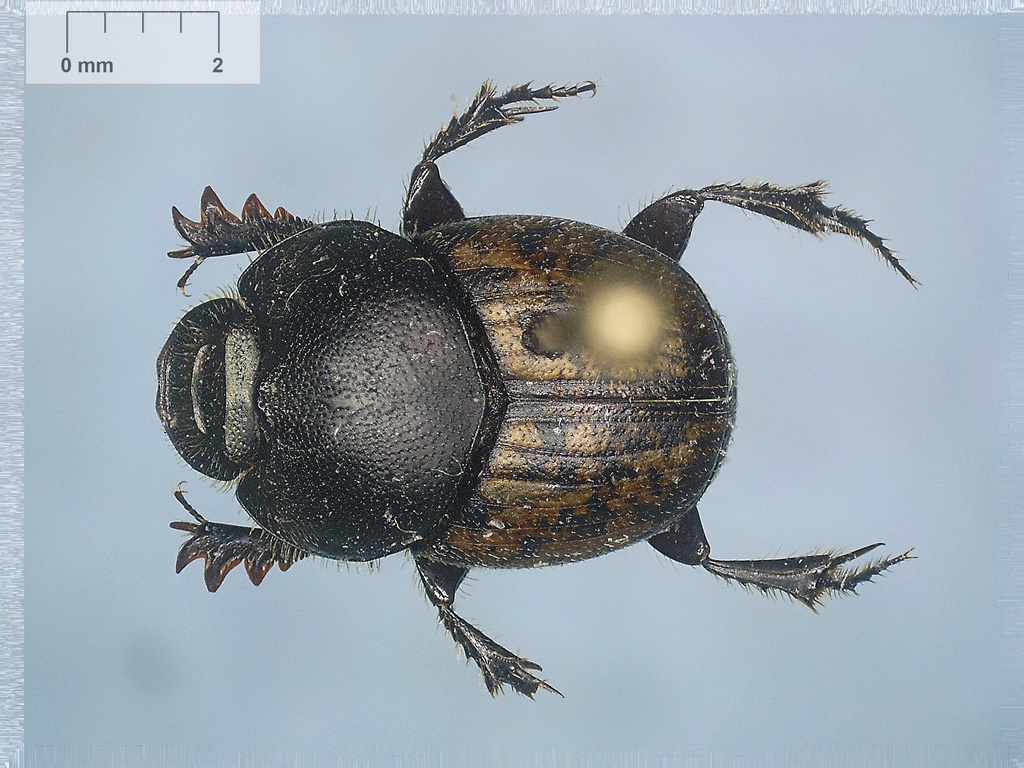 Small black-and-brown Dung Beetle from Windsor, Estrie, QC, Canada on ...