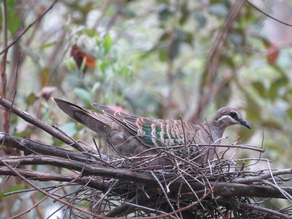 Common Bronzewing from Brisbane QLD, Australia on November 13, 2024 at ...