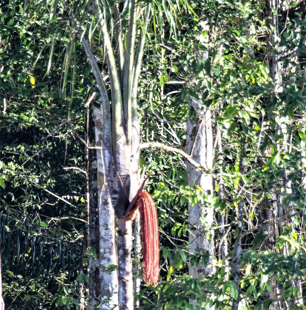 Oenocarpus bataua from Tapanahony, Suriname on July 14, 2019 at 12:58 ...