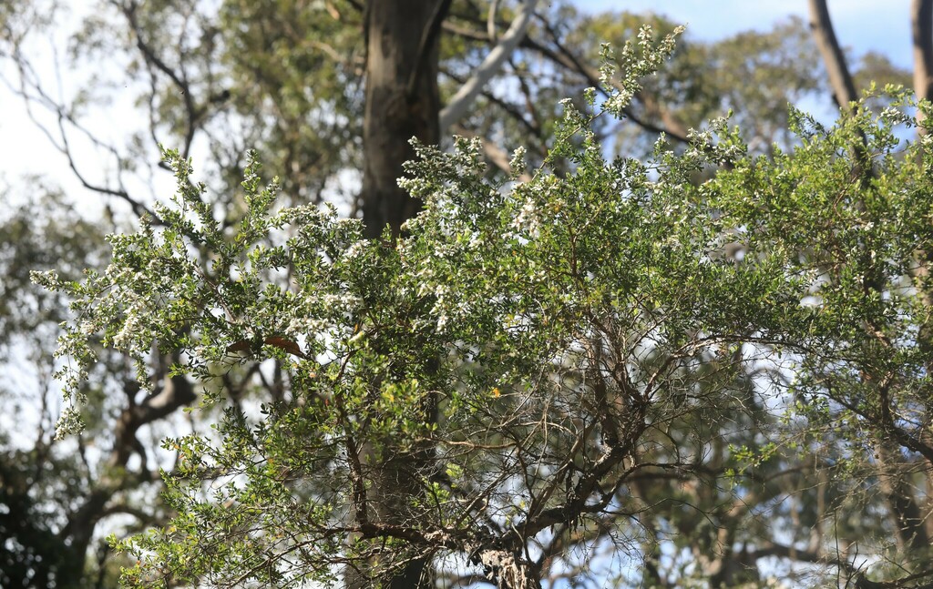 Paperbark Tea Tree from Gosford - East, AU-NS, AU on October 31, 2024 ...