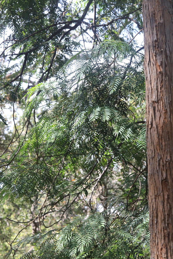 Cedar wattle from Central Coast NSW, Australia on October 31, 2024 at ...