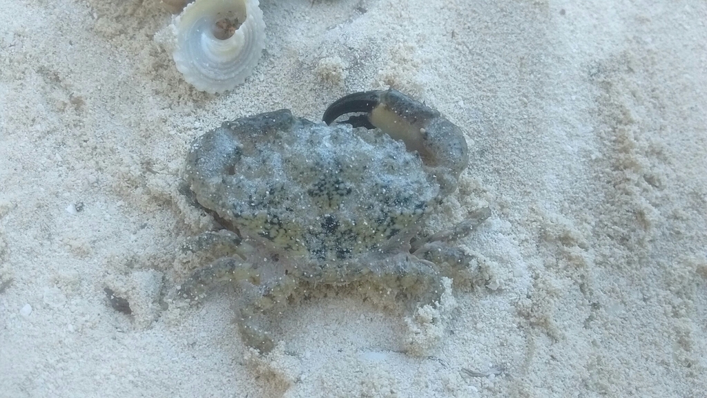 Round Crabs from Kukulcan Boulevard, Zona Hotelera, Cancún, Q.R ...