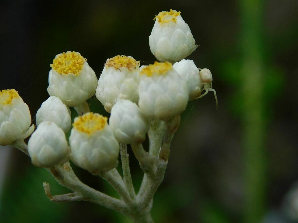 Fiddle Everlasting from Overberg District Municipality, South Africa on ...