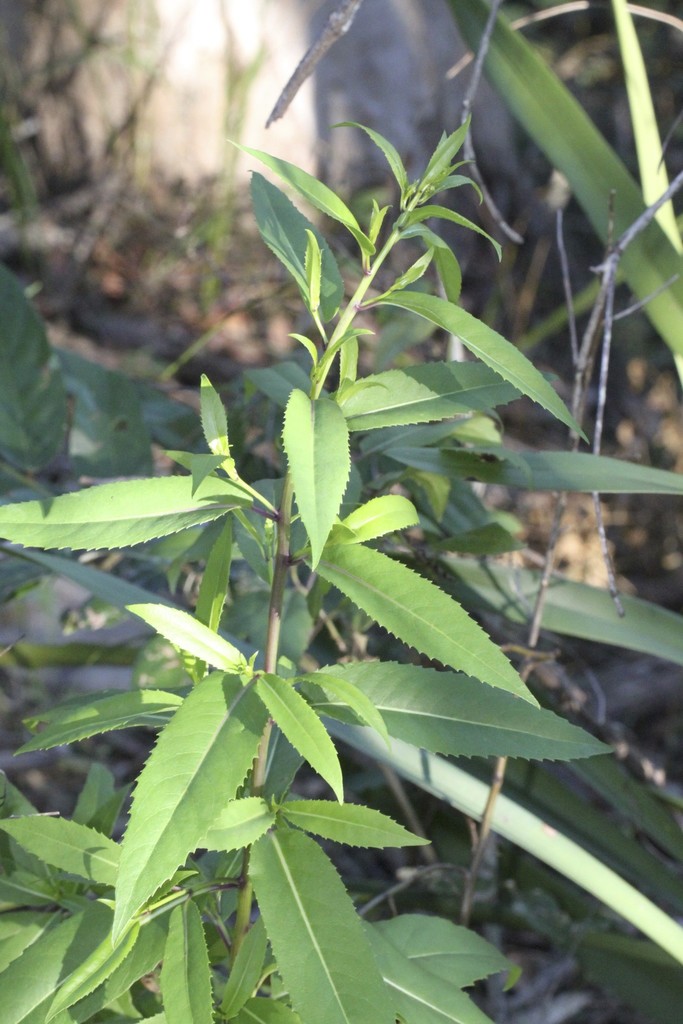 a native fireweed (Logan native daisies that look like weeds) · iNaturalist