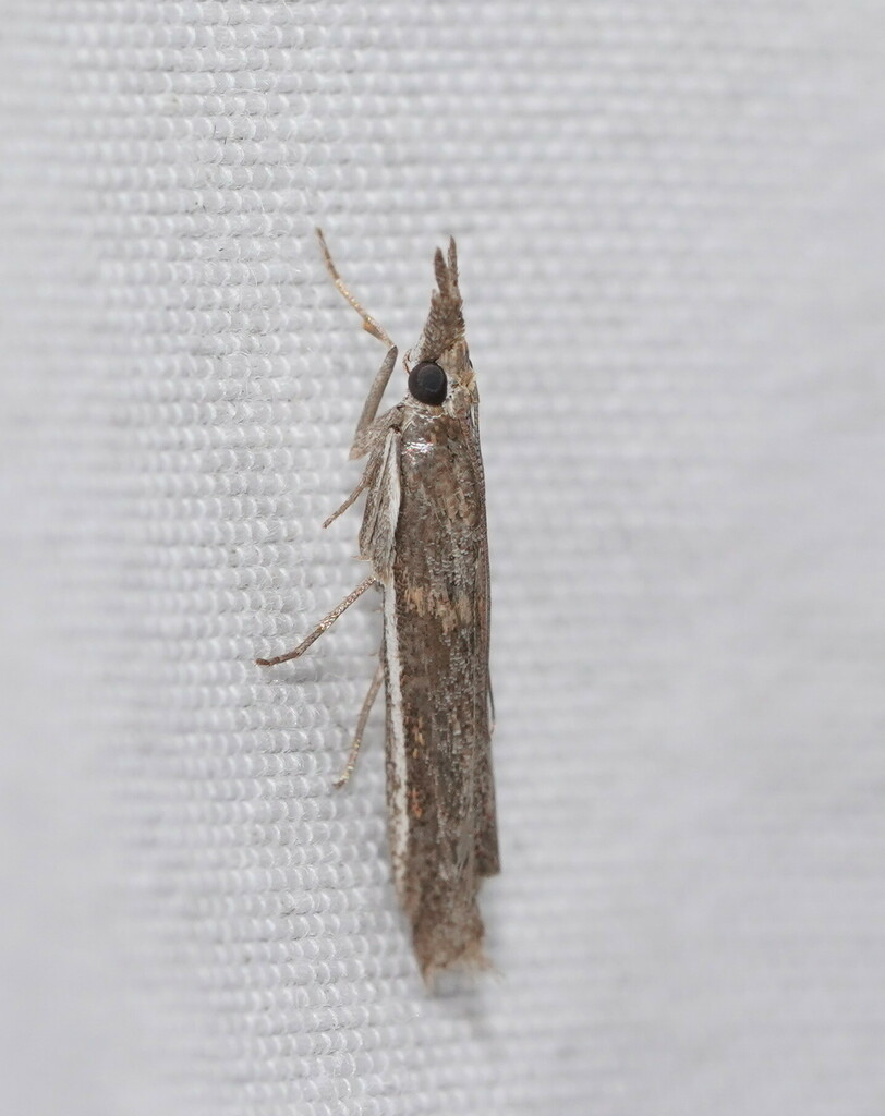 small tabby from Langi Ghiran, Warrak VIC 3377 AU on October 27, 2024 ...