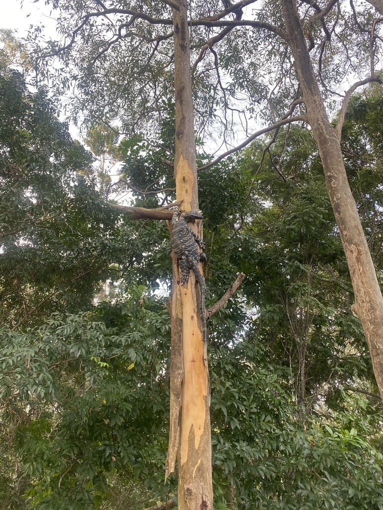 Lace Monitor from Walkabout Creek Discovery Centre, Enoggera Reservoir ...