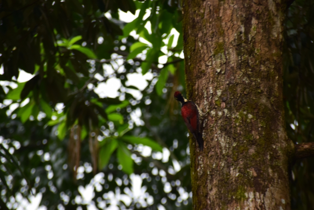 Red-backed Flameback from Urapola, Sri Lanka on November 13, 2024 at 04 ...