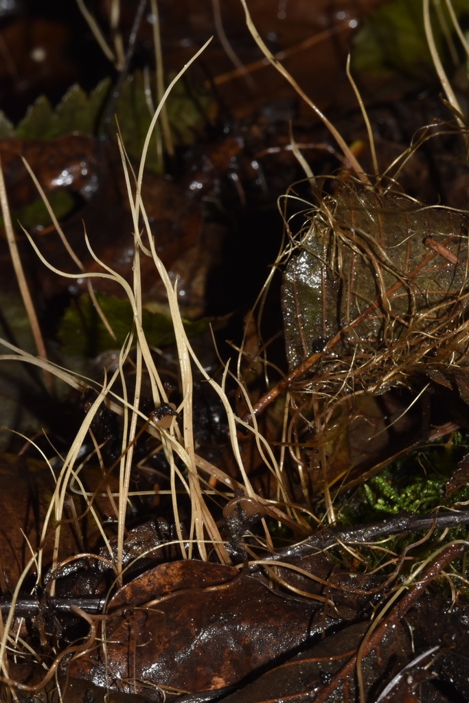tuberous club from Metro Vancouver, BC, Canada on November 11, 2024 at ...