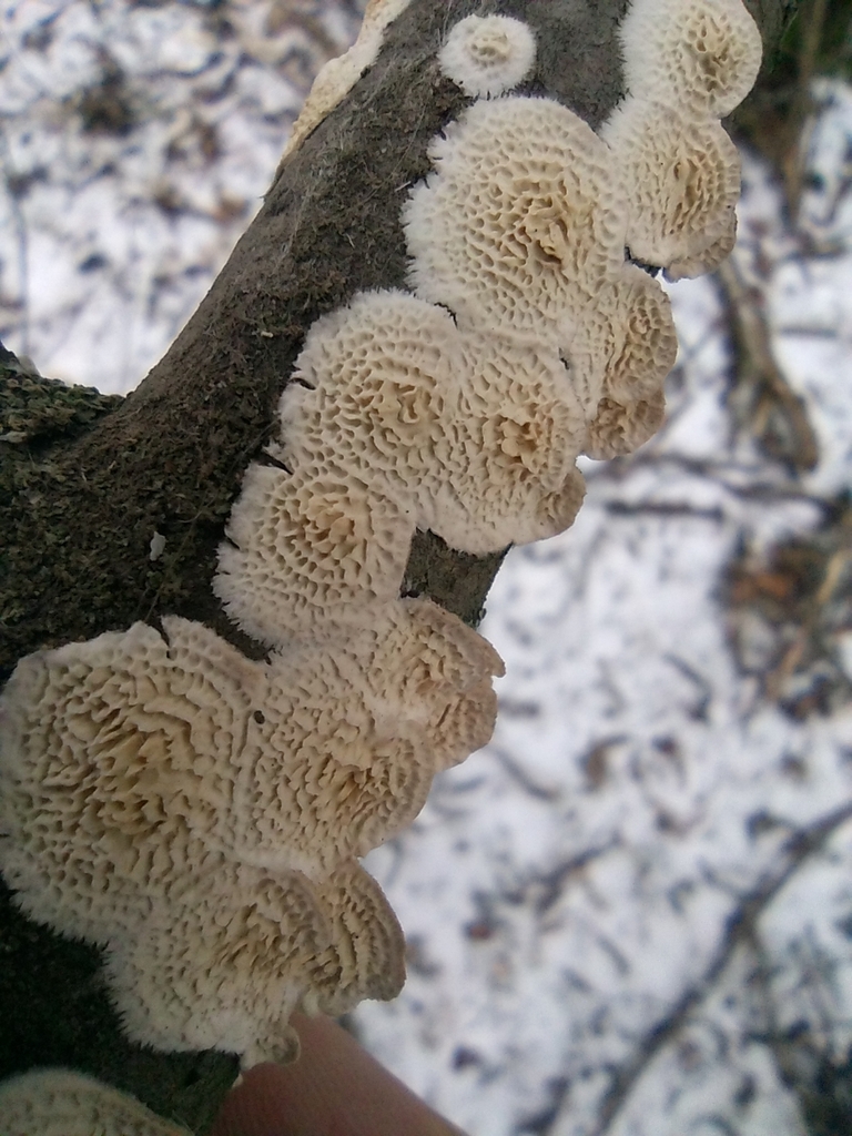 Milk-white Toothed Polypore from Респ. Татарстан, Россия, 423884 on ...