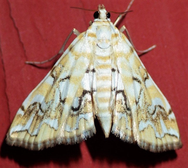 Pondside Crambid Moth from 5373 Fitzgerald Rd, Burdett, NY 14818, USA ...