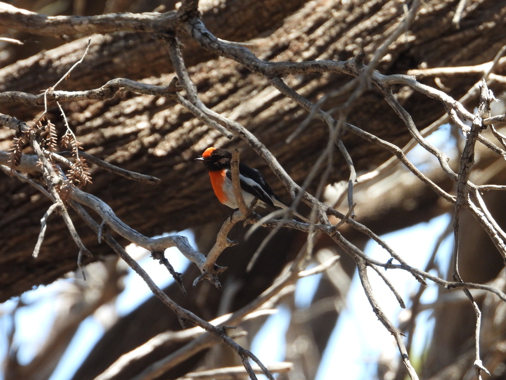 Red-capped Robin from Rottnest Island WA 6161, Australia on November 13 ...