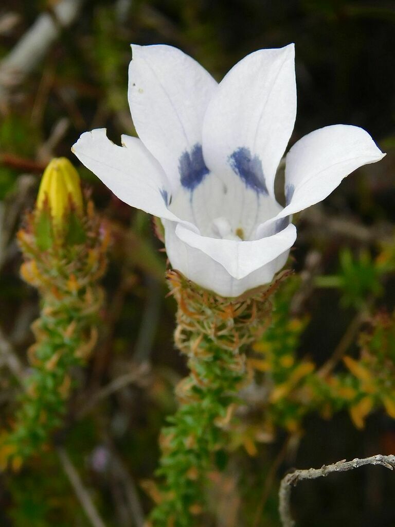 Blackrim Bell from Hardepeer Trail Greyton, 7233, South Africa on ...