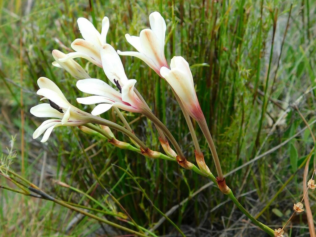 Longtube Triton from Hardepeer Trail Greyton, 7233, South Africa on ...