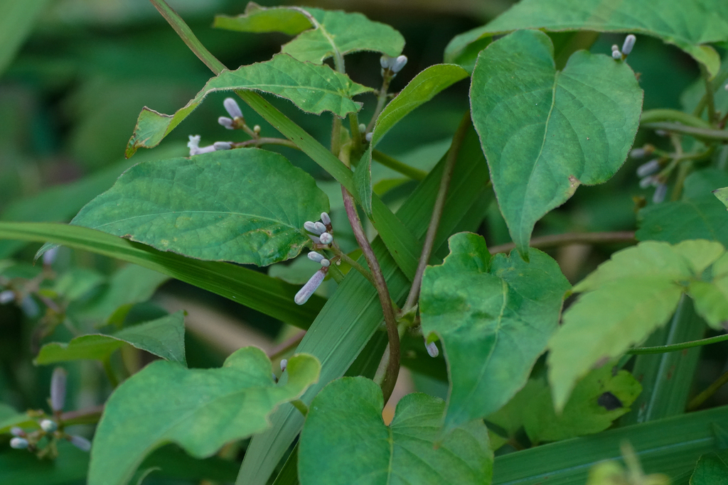 skunk vine from 愛宕 on November 13, 2024 at 04:11 PM by WATANABE Hitoshi ...