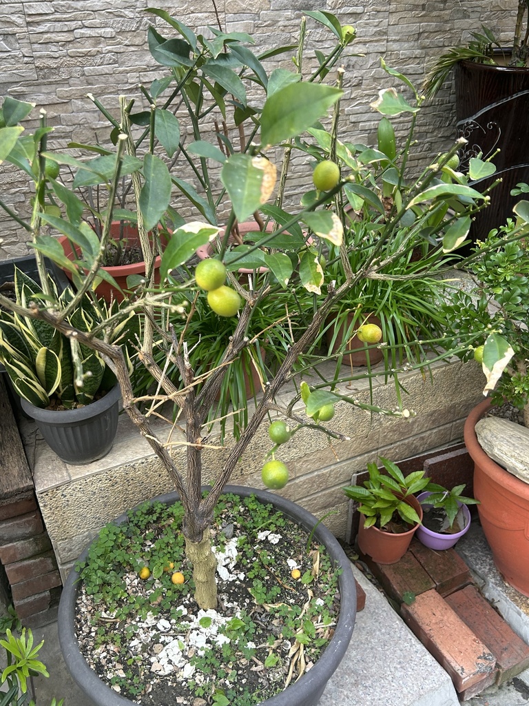 citrus from Taiwan, Wuqi District, Taichung City, TW on November 10 ...