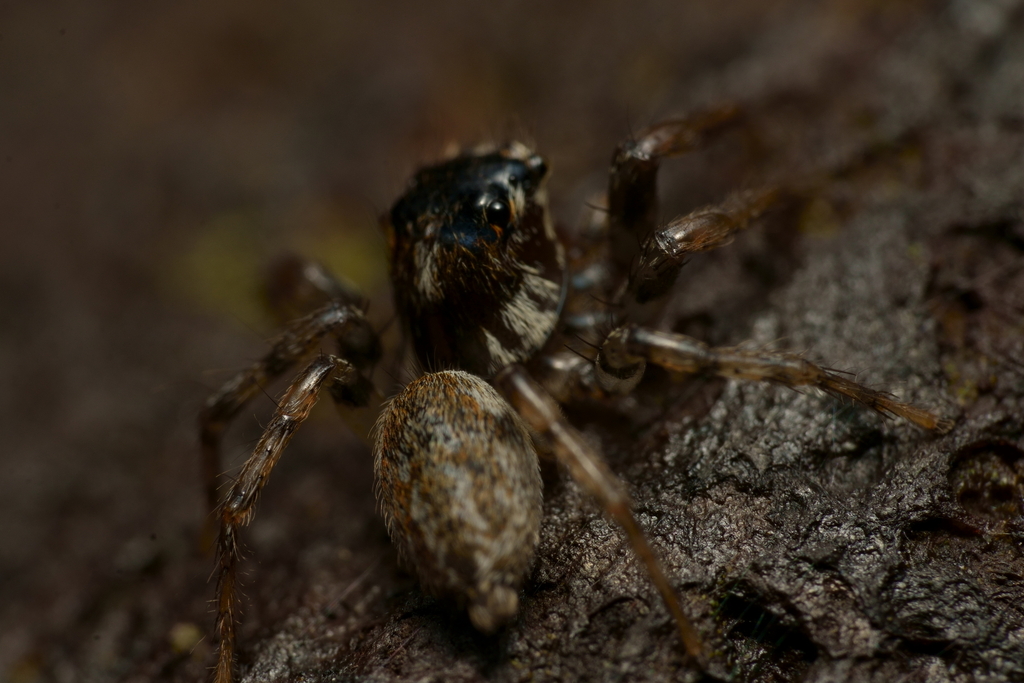 Typical Jumping Spiders from Kawate, Akiōta, Yamagata District ...