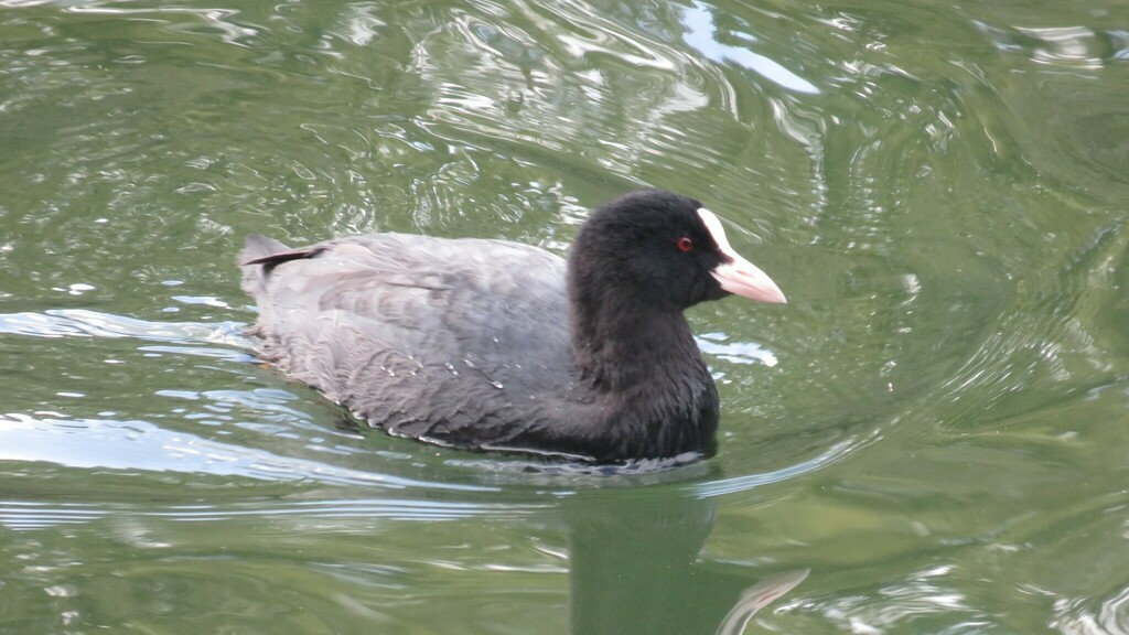 Eurasian coot from Osaka Castle Park Chuo Ward, Osaka, Japan on March ...