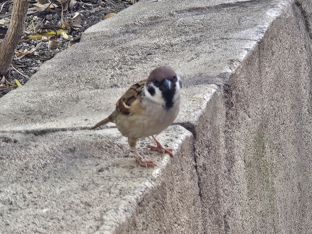 Eurasian Tree Sparrow from Sakurajima, Konohana Ward, Osaka, 554-0031 ...