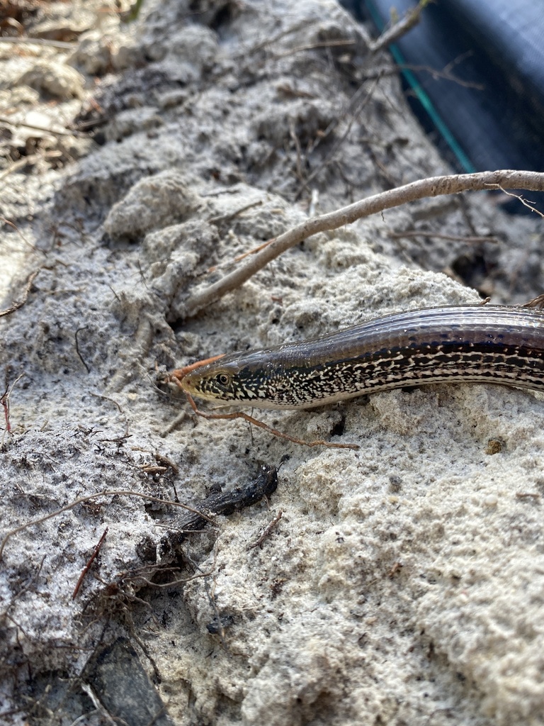 Slender Glass Lizard in November 2024 by Marylou Horan · iNaturalist