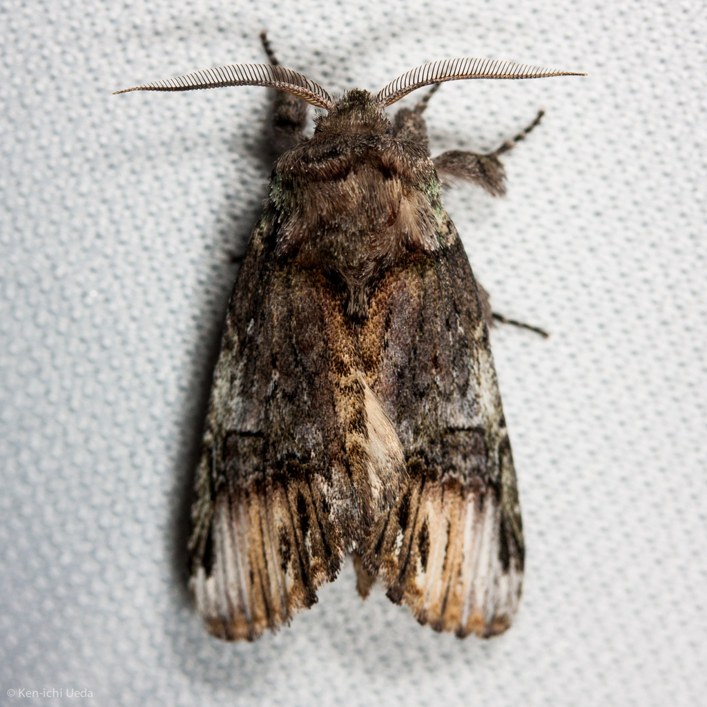Unicorn Prominent (Insects of Kern County) · iNaturalist