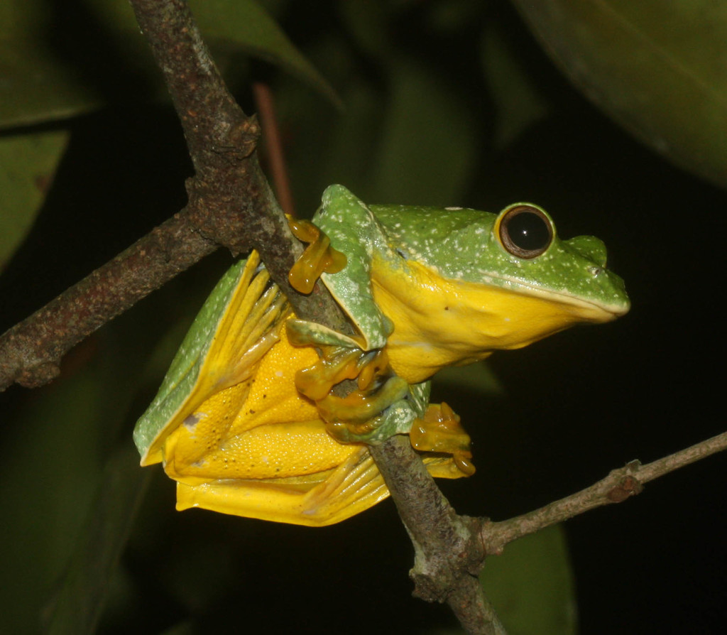 Black-webbed Treefrog (Frogs of XTBG) · iNaturalist