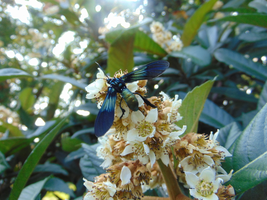 Southern Cyan Tiger Moth from El Ranchito, 67303 Santiago, N.L., México ...