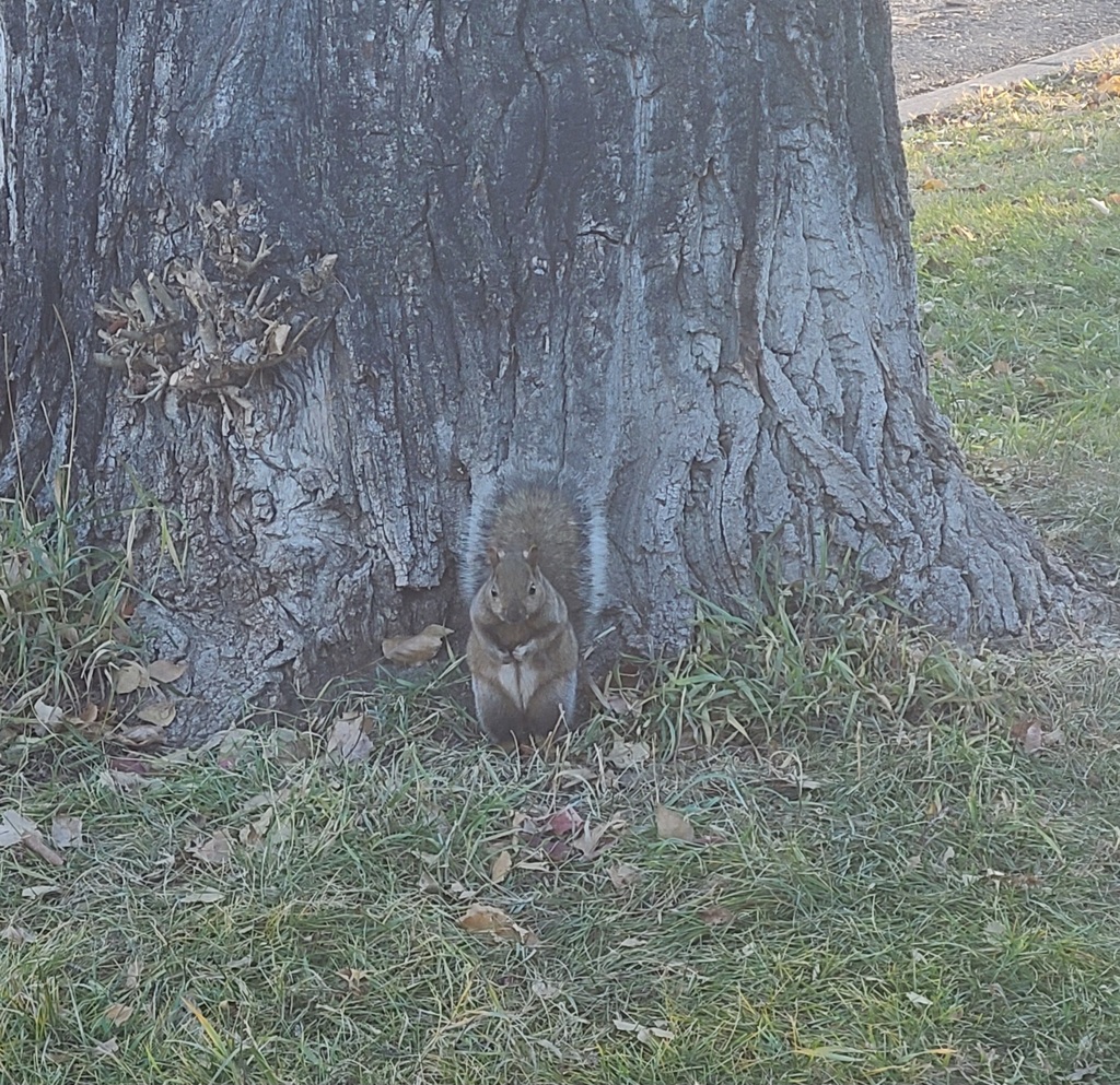 Eastern Gray Squirrel from Northwest Calgary, Calgary, AB, Canada on ...