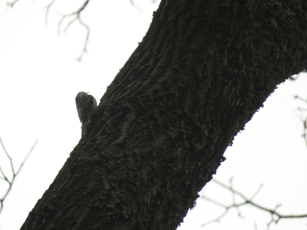 Eurasian Treecreeper from Рамонский р-н, Воронежская обл., Россия on ...