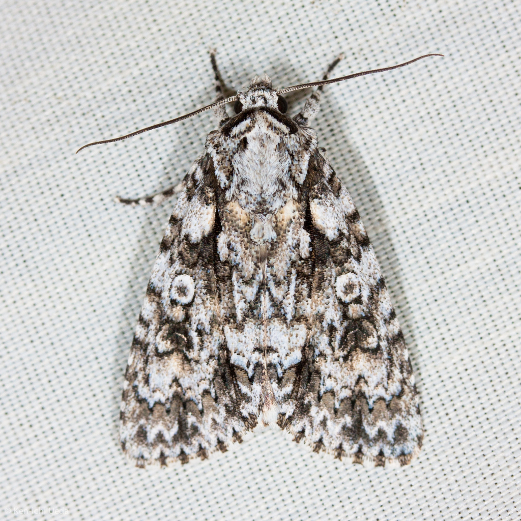 Marble Dagger Moth (Common SF Bay Area Moths) · iNaturalist