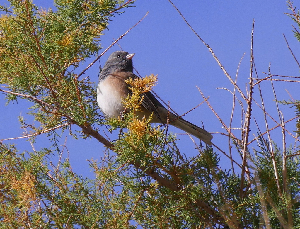 Dark-eyed Junco from Mesa, Colorado, United States on November 11, 2024 ...