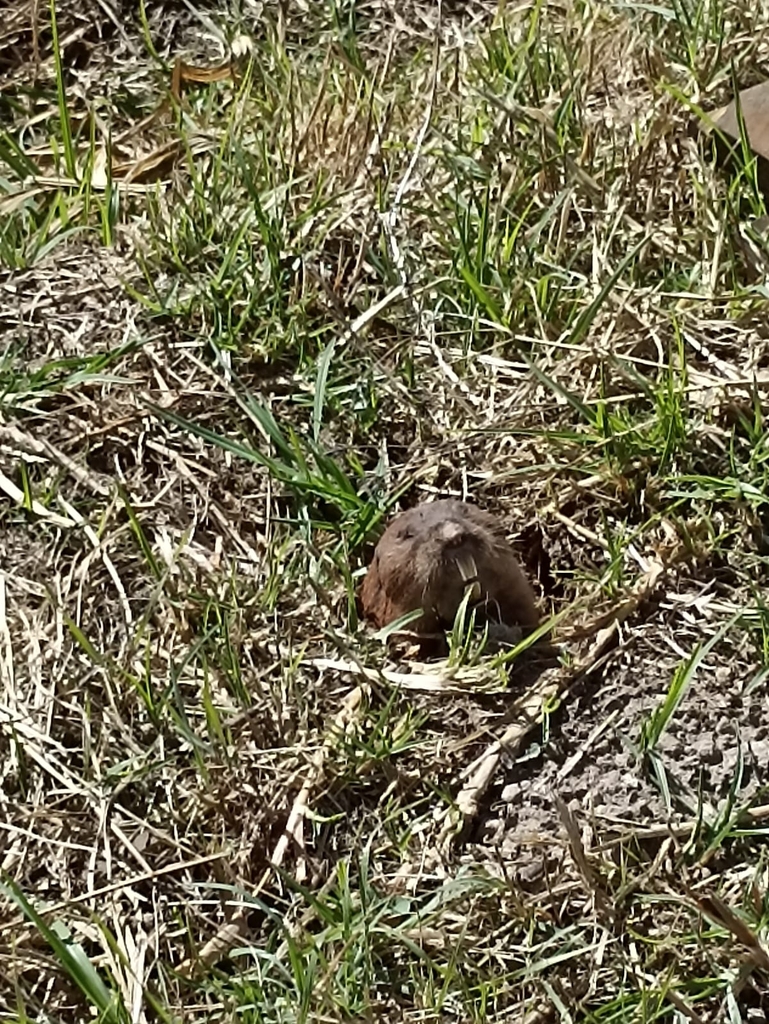 Smoky Pocket Gopher from Manzana 001, San Felipe Tlalmimilolpan, 50253 ...