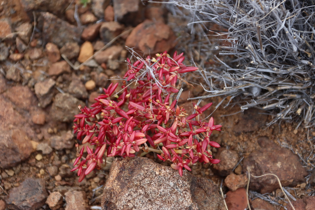 Common Fine Stonecrop from Day 4 Erdvark Trail, Rietvlei to Grootdroom ...