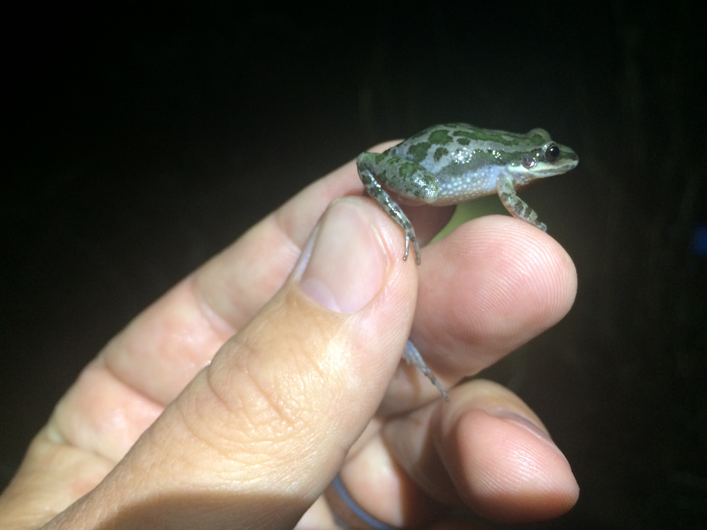 Spotted Chorus Frog from New Braunfels, TX, USA on March 18, 2016 at 10 ...