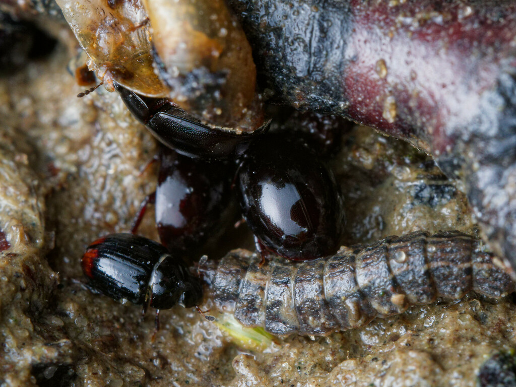 Sphaeridiinae from 59590 Raismes, France on May 12, 2024 at 02:07 AM by ...