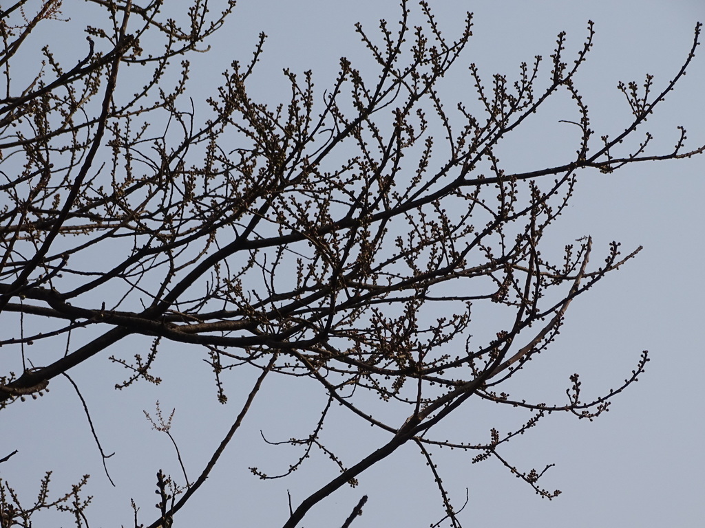 sandpaper tree (Ficus exasperata) - Botanical Realm