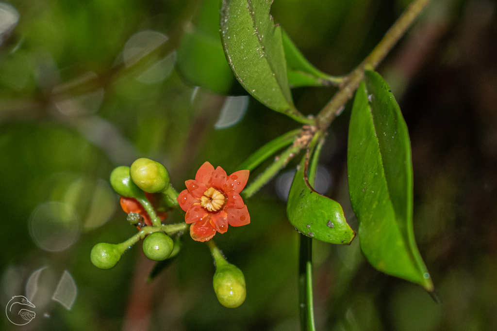 Amole, limoncillo desde Chiapa de Corzo, Chis., México el 30 de junio ...