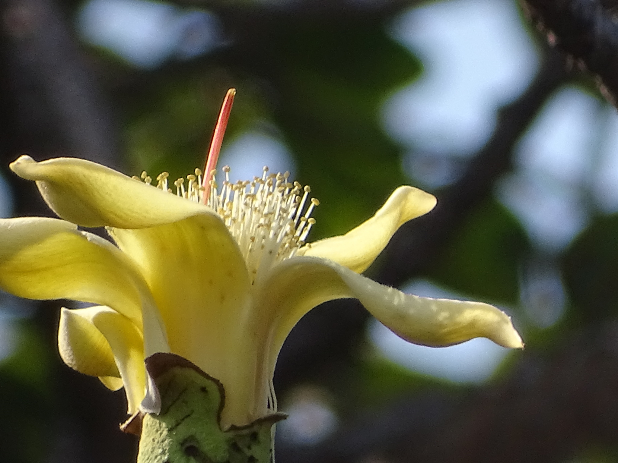 Bombax insigne Wall.