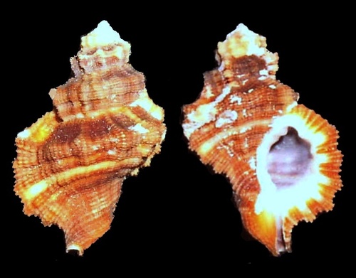 Caracol tritón (Cymatium labiosum)