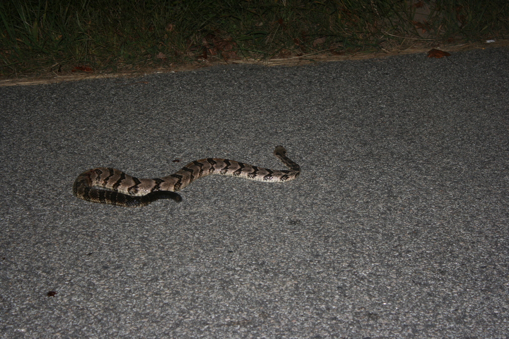 Timber Rattlesnake from Florence County, SC, USA on September 28, 2012 ...