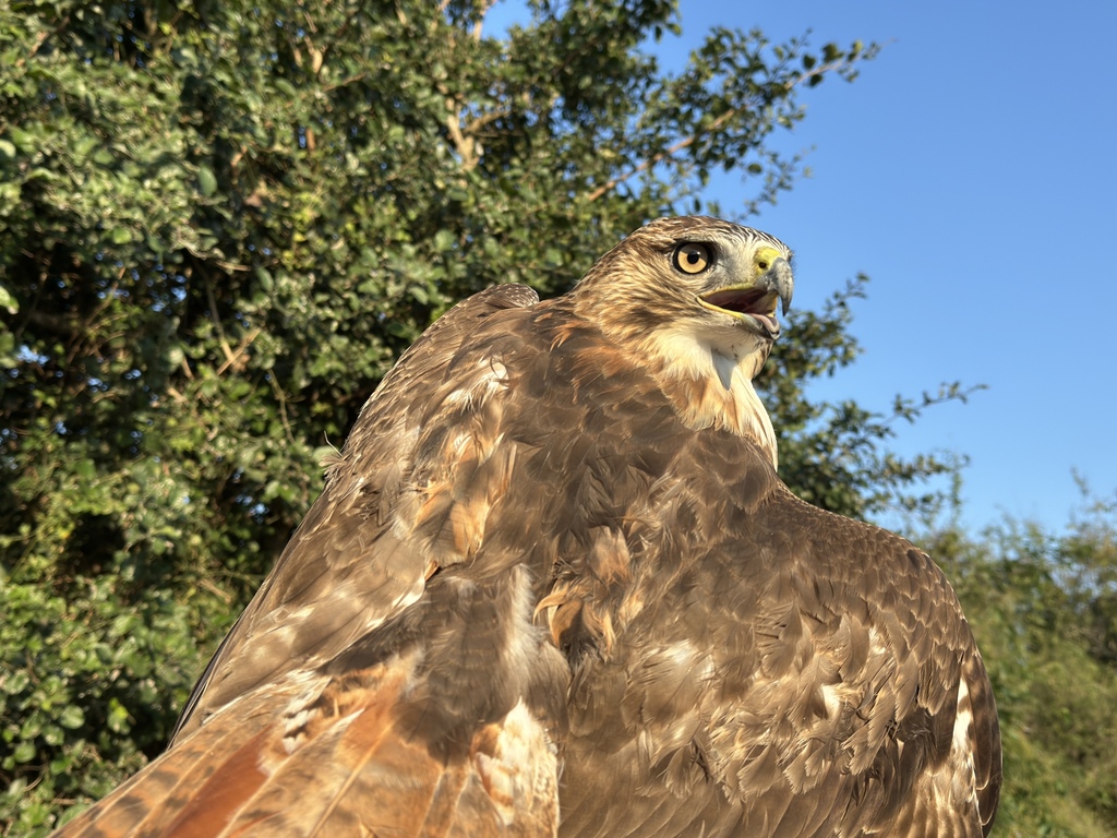 Red-tailed Hawk from FM-665, Alice, TX, US on November 13, 2024 at 08: ...