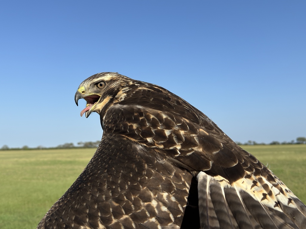 Swainson's Hawk from Alice, TX, US on November 13, 2024 at 08:58 AM by ...