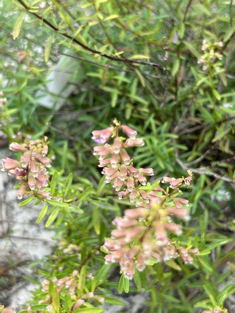Lakela's mint in November 2024 by Nicholas Canino · iNaturalist