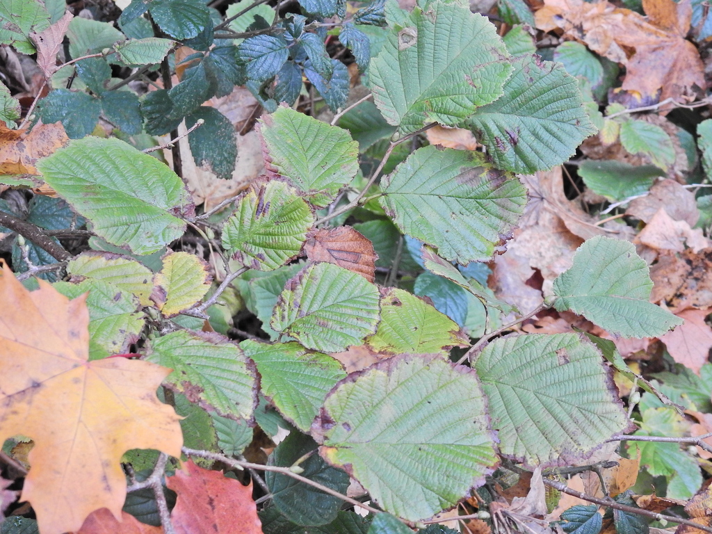 common hazel from Pennington Flash, St Helens Road. Leigh, Greater ...