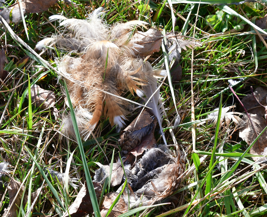 Eastern Ruffed Grouse from Randolph County, WV, USA on November 13 ...