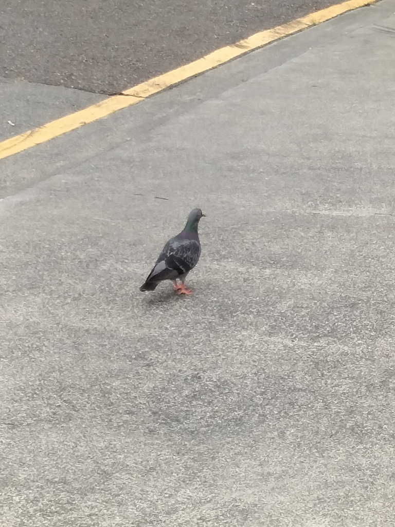 Feral Pigeon from Taringa Station on November 13, 2024 at 04:52 PM by ...