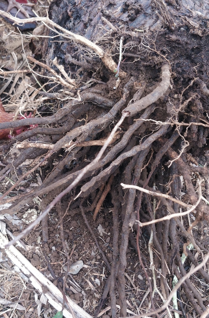 Radopholus similis from Barranquillo, 38419 El Jardín, Santa Cruz de ...