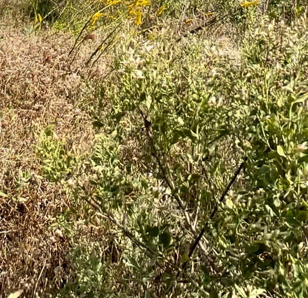 groundsel tree from W Cocoa Beach Cswy, Cocoa Beach, FL, US on November ...